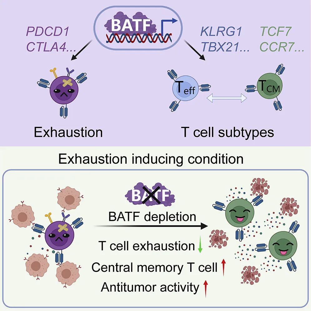中科院最新《Cancer Cell》：敲掉转录因子 BATF，增强 CAR-T 的抗肿瘤活性 - 脉脉