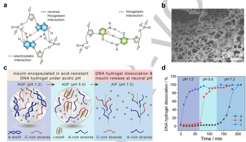 浙大药学院《Angew.》综述：口服和透皮蛋白给药系统的最新进展 - 脉脉