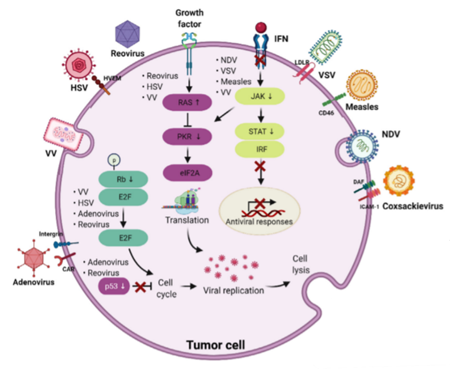 肿瘤免疫疗法的潜力新星—溶瘤病毒 - 脉脉