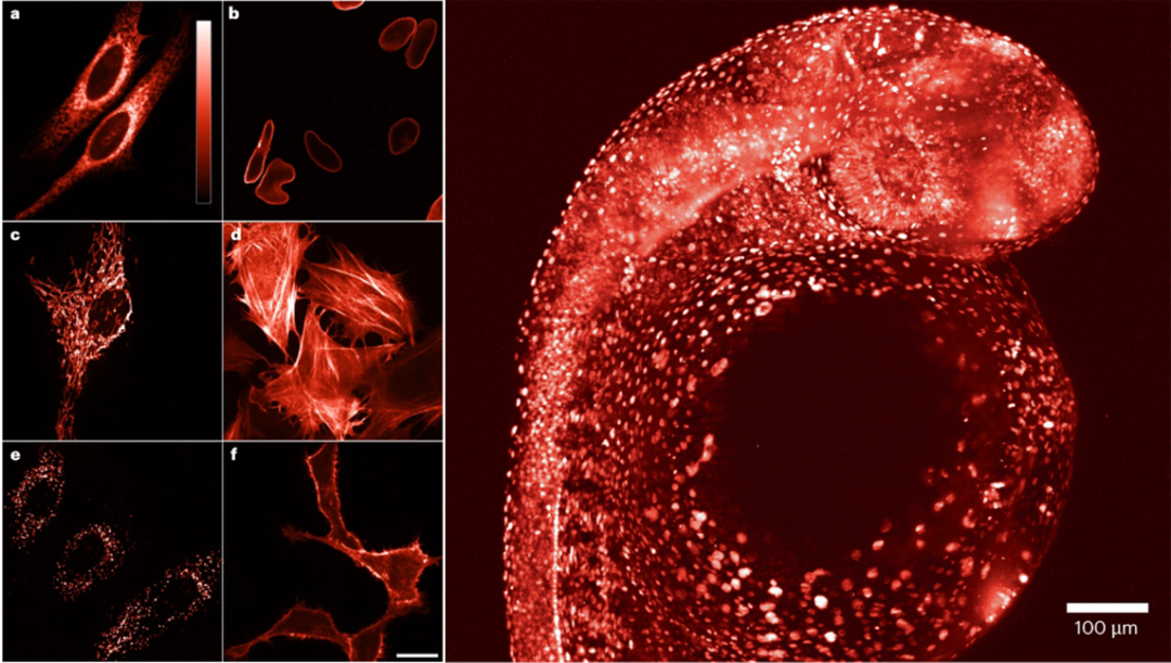 Nature Methods||用于分子成像的超高亮度及快速成熟的单体红色荧光蛋白 - 脉脉