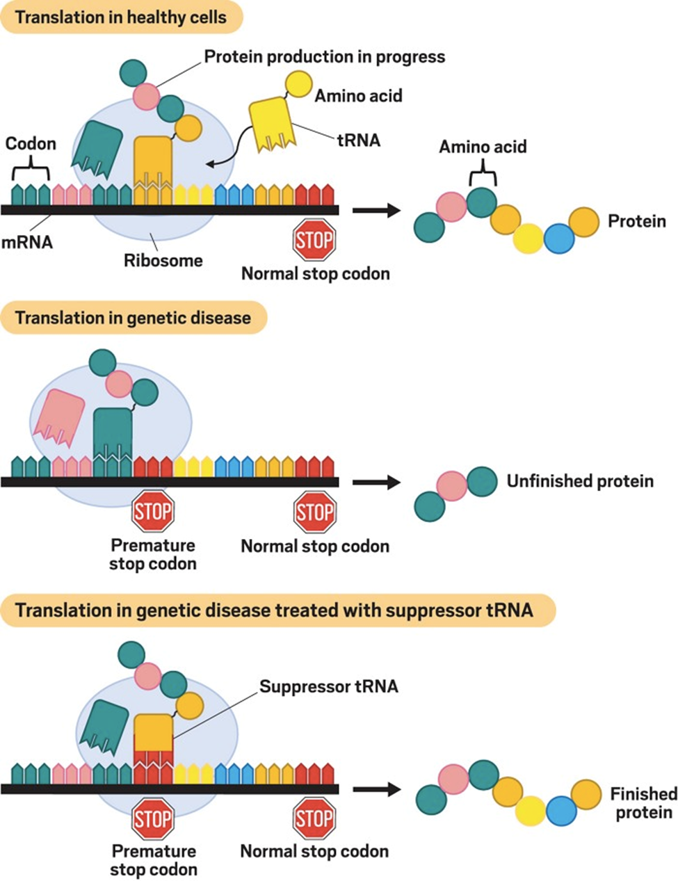 tRNA疗法，基因治疗的下一个新风向？ - 脉脉