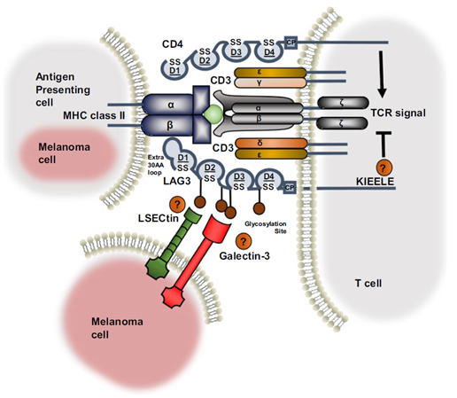 继PD1之后的又一潜力股——LAG3 - 脉脉
