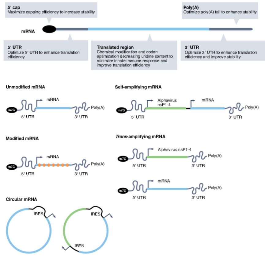 解锁mRNA治疗药物前景 - 脉脉