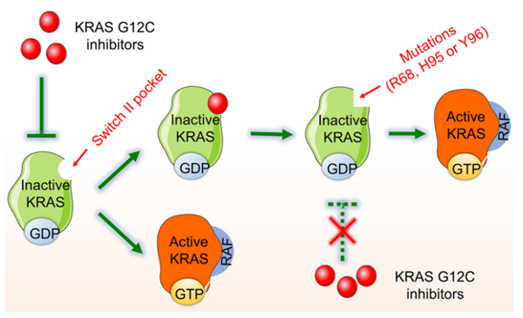 面对KRAS耐药该如何应对？ - 脉脉