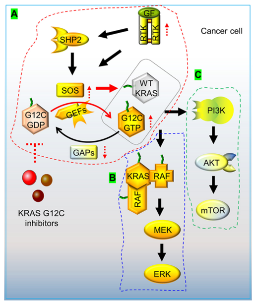 面对KRAS耐药该如何应对？ - 脉脉
