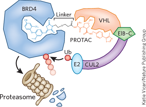 PROTAC：技术进展及降解剂汇总 - 脉脉
