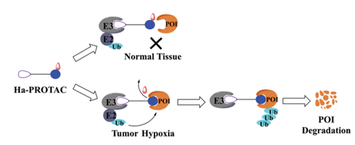 最新总结 | 不同条件响应型的Pro-PROTAC - 脉脉