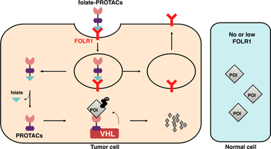 最新总结 | 不同条件响应型的Pro-PROTAC - 脉脉