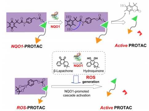 最新总结 | 不同条件响应型的Pro-PROTAC - 脉脉