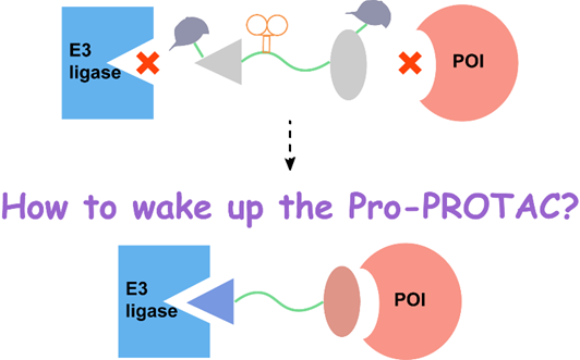 最新总结 | 不同条件响应型的Pro-PROTAC - 脉脉