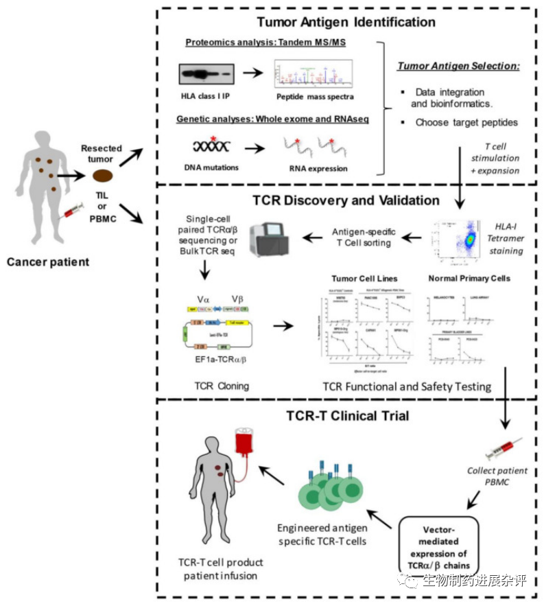 TCR-T细胞治疗现状及竞争格局 - 脉脉