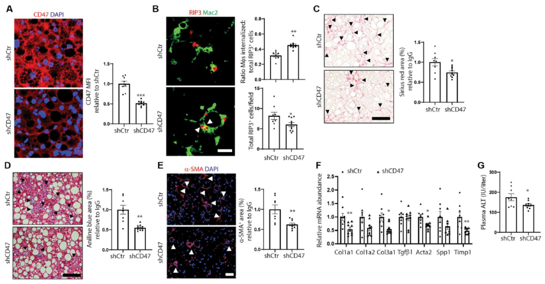 CD47：癌症之外也可治疗NASH - 脉脉