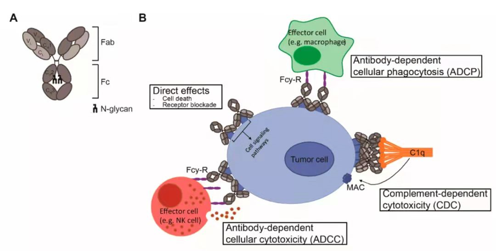 7款已上市国产PD-(L)1抗体的差异化设计 - 脉脉