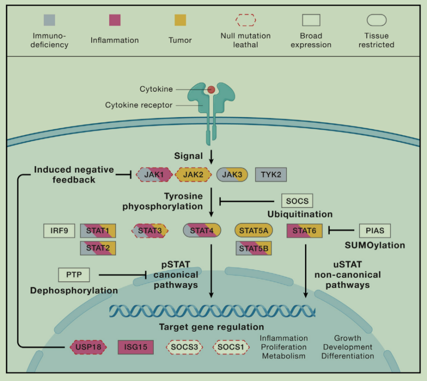 最新综述！JAK-STAT通路发现30年，“门与钥匙”带来的治疗希望 - 脉脉