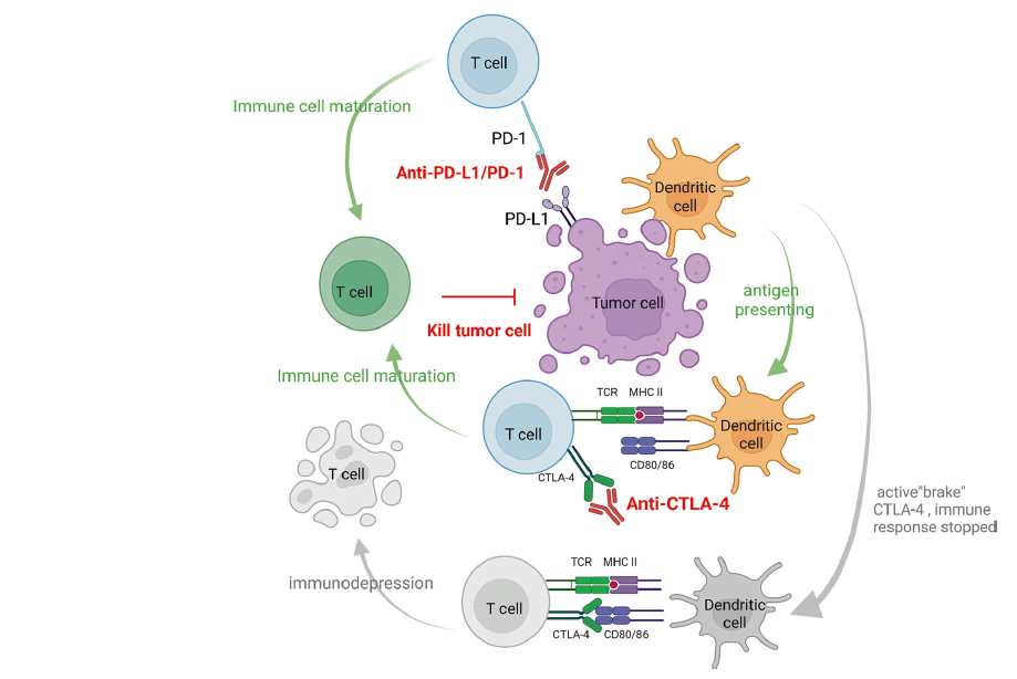 肿瘤精准治疗时代：创新免疫疗法进入黄金发展阶段 - 脉脉