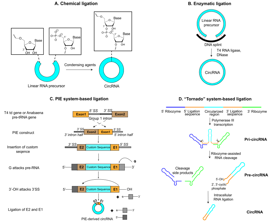 环状RNA（circRNA）:新兴的治疗药物和疫苗 - 脉脉
