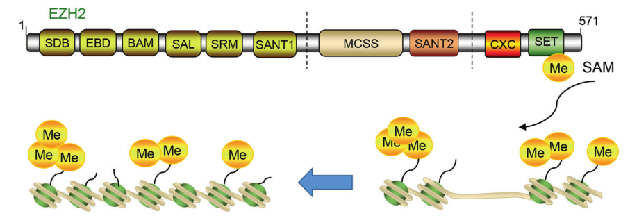 肿瘤新型治疗靶点：EZH1/2 - 脉脉