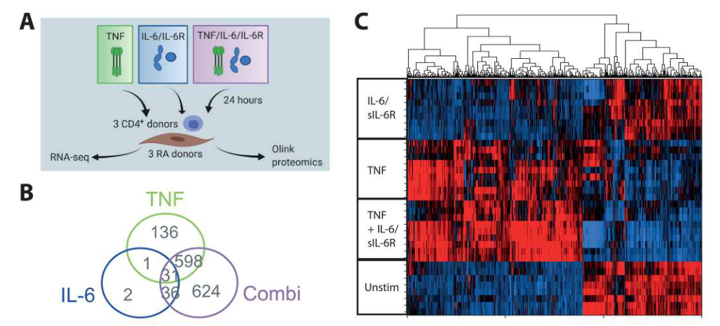 赛诺菲开发TNF×IL-6双特异性纳米抗体：旨在打破类风湿关节炎(RA)的疗效上限 - 脉脉