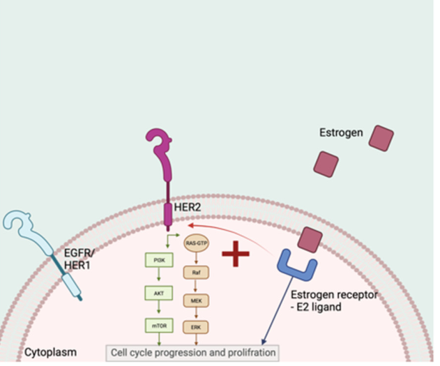 乳腺癌HER2靶向治疗药物的八大耐药机制及相应策略 - 脉脉