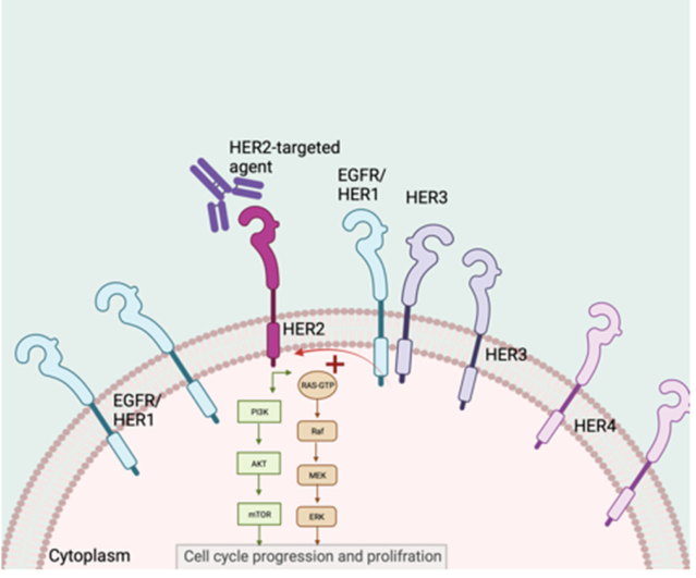 乳腺癌HER2靶向治疗药物的八大耐药机制及相应策略 - 脉脉