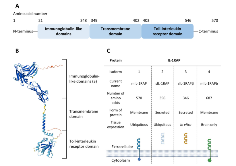 血液瘤和实体瘤的新型治疗靶点：IL-1RAP - 脉脉