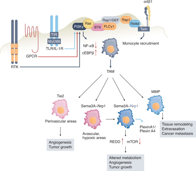《Nature》综述：肿瘤浸润巨噬细胞的复杂作用 - 脉脉