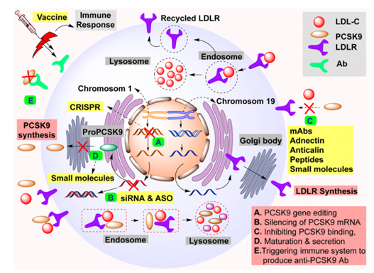 炙手可热降脂新星:PCSK9抑制剂最新进展 - 脉脉