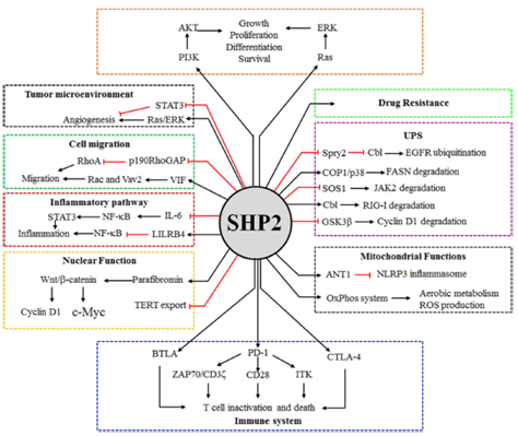 SHP2生物学功能及其在癌症中的作用 - 脉脉