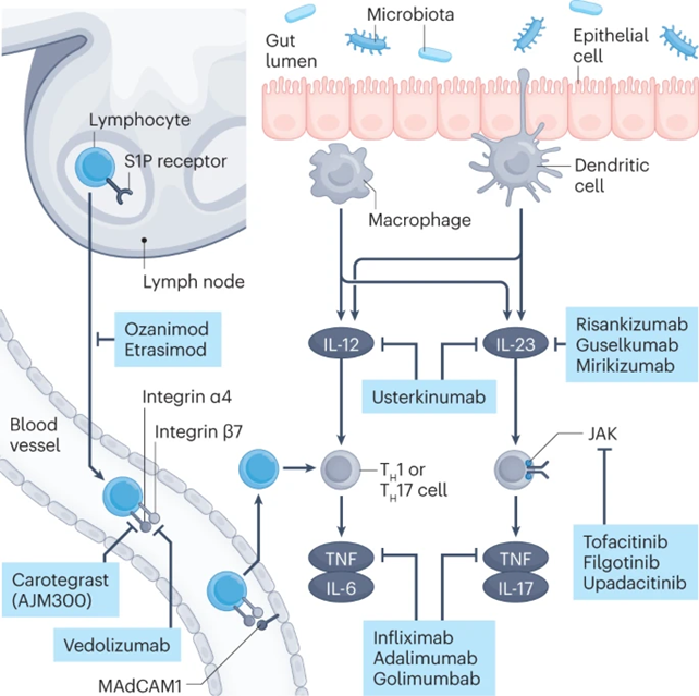 炎症性肠病的国产新药研究进展 - 脉脉