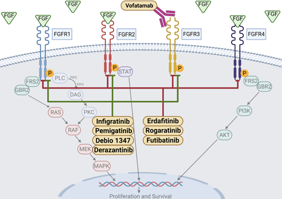 FGFR3抑制剂中的“优等生”——LOXO-435 - 脉脉