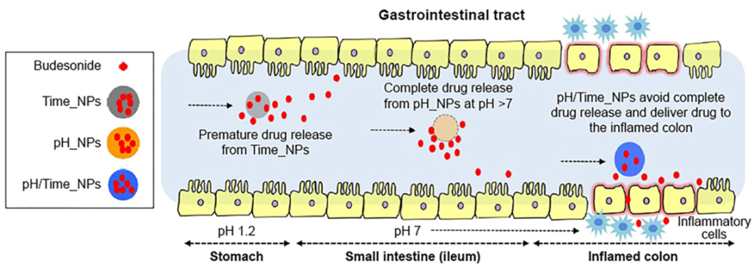 浅析：靶向给药系统之——结肠给药 - 脉脉