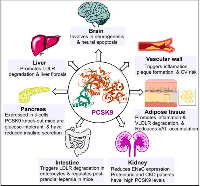 炙手可热降脂新星:PCSK9抑制剂最新进展 - 脉脉