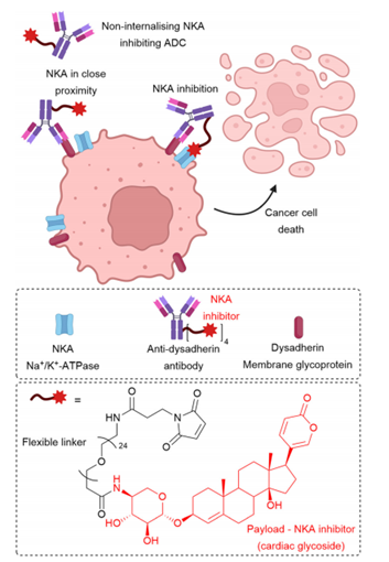 非内化抗体-药物偶联物（ADCs）的最新研究进展 - 脉脉