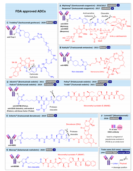 非内化抗体-药物偶联物（ADCs）的最新研究进展 - 脉脉