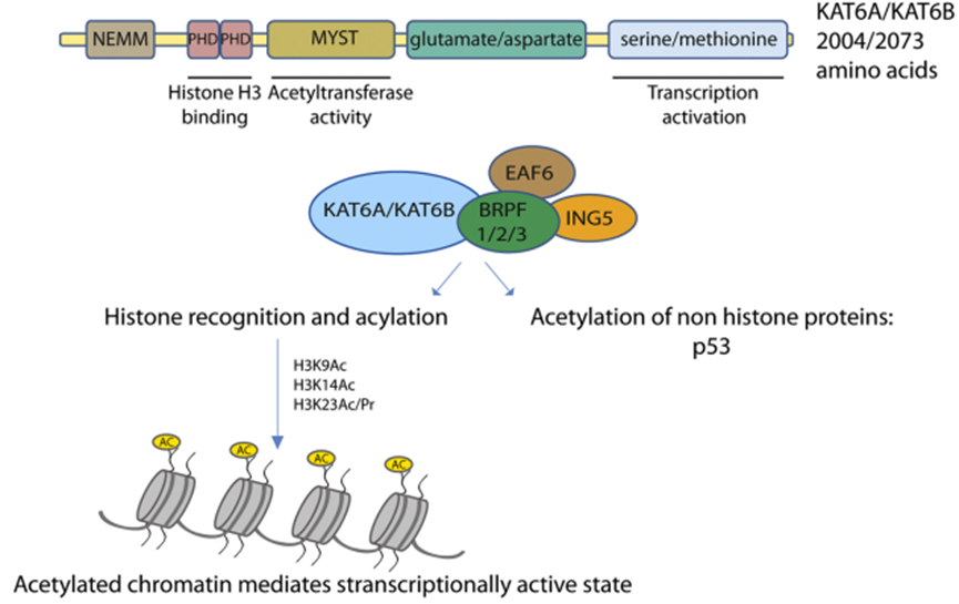 英矽智能提名用于ER+/HER2-乳腺癌治疗的靶点，辉瑞、拜尔已有布局-KAT6 - 脉脉