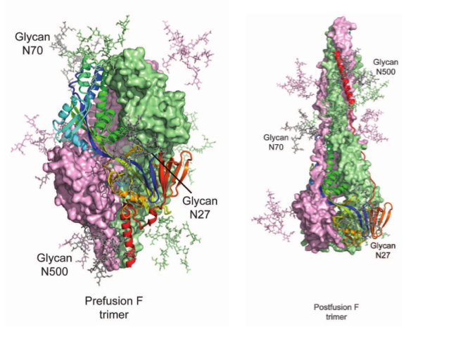 深度盘点——呼吸道合胞病毒（RSV）抗体的开发现状 - 脉脉