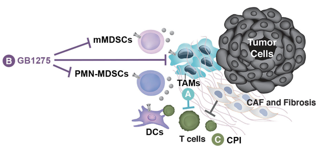 CD11b激动难做，能否改变思路？ - 脉脉