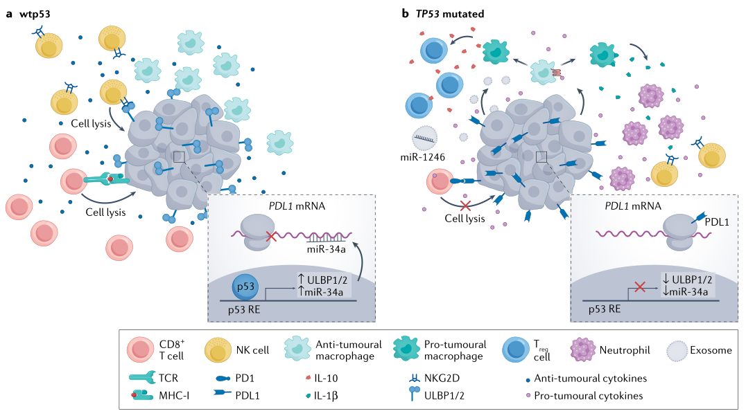 不可成药靶点，在免疫疗法里寻找出路 - 脉脉