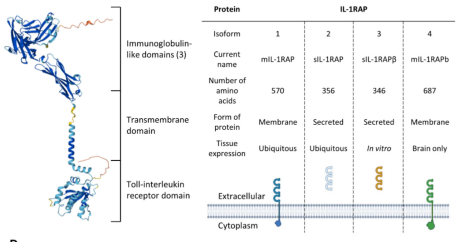靶点说 | IL-1RAP - 脉脉