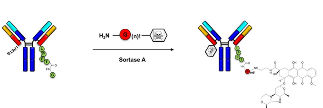 ROR1靶向ADC的肿瘤治疗前景 - 脉脉