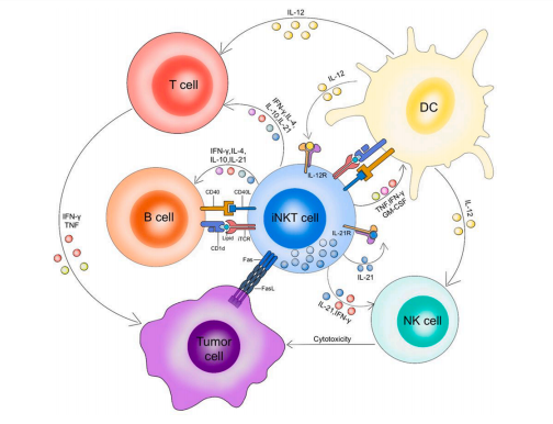 细胞免疫疗法赛道之iNKT疗法的机遇与挑战 - 脉脉