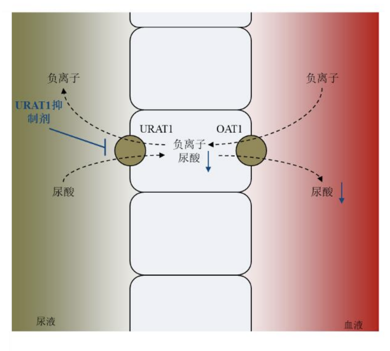 痛风领域势在必得？恒瑞URAT1抑制剂SHR4640获新临床默示许可 - 脉脉