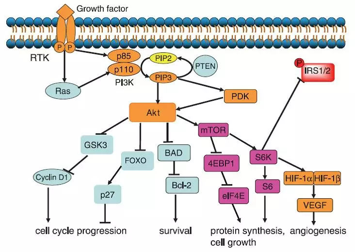璎黎/恒瑞 | 国产首个PI3Kδ抑制剂林普利塞附条件批准上市！ - 脉脉