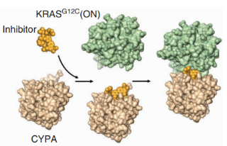 全球首个KRAS抑制剂——Sotorasib的研发上市之路 - 脉脉