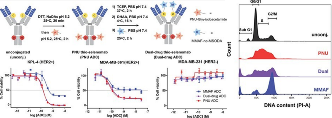 全面梳理 | 双载荷ADC及其类似物的构建策略 - 脉脉