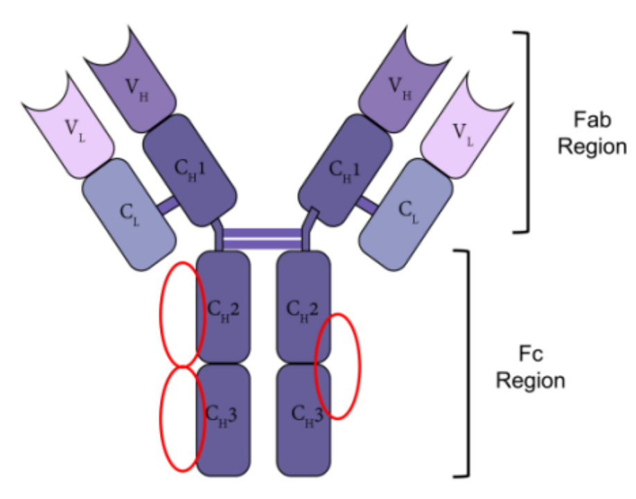 单抗/双抗/ADC：IgG亚型如何选择？ - 脉脉