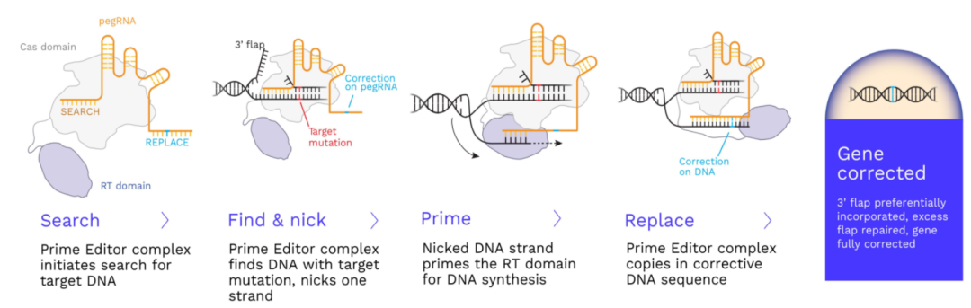 徐天宏点评 | “Prime Editing+机器学习”能碰撞出怎样的火花？ - Py学习