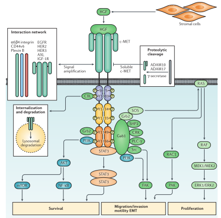 制药大厂纷纷押注，c-Met 究竟有什么魔力？ - 脉脉