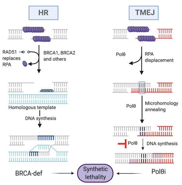POLQ能否成为继PARP后下一个合成致死的明星靶点？ - 脉脉