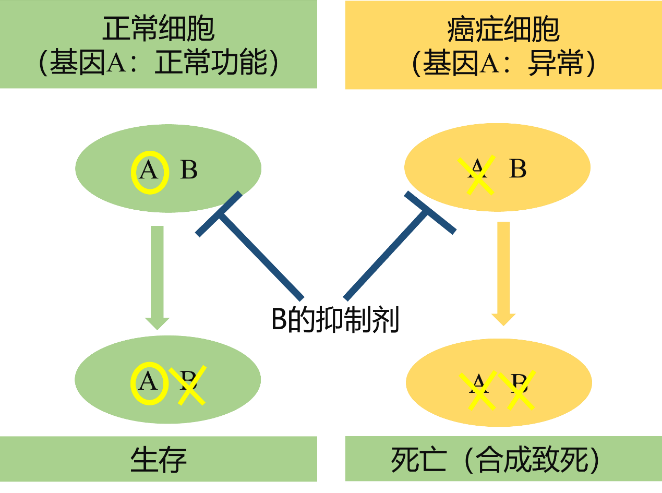 POLQ能否成为继PARP后下一个合成致死的明星靶点？ - 脉脉